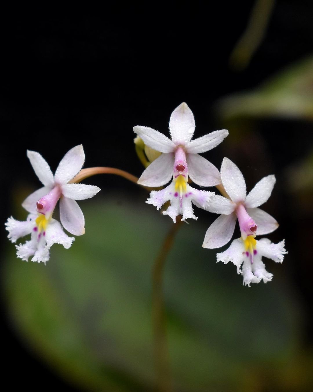 10 Popular Types Of Epidendrum Orchid Pictorial Guide