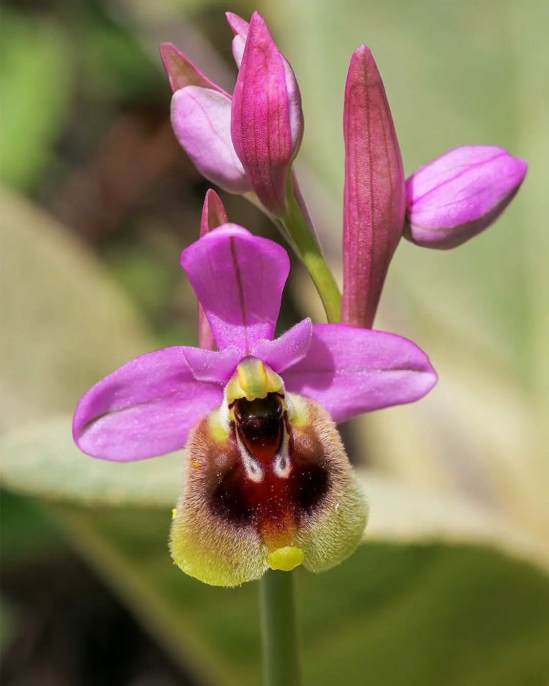10 Weird Looking Rare Orchid Plants That Will Blow Your Mind