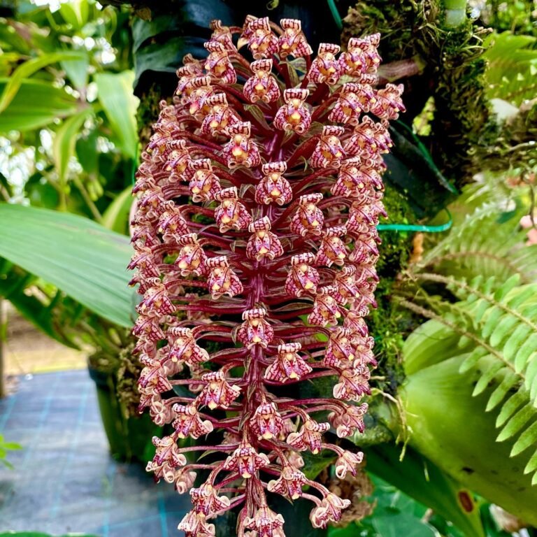 10 Popular Types Of Bulbophyllum Orchid Pictorial Guide
