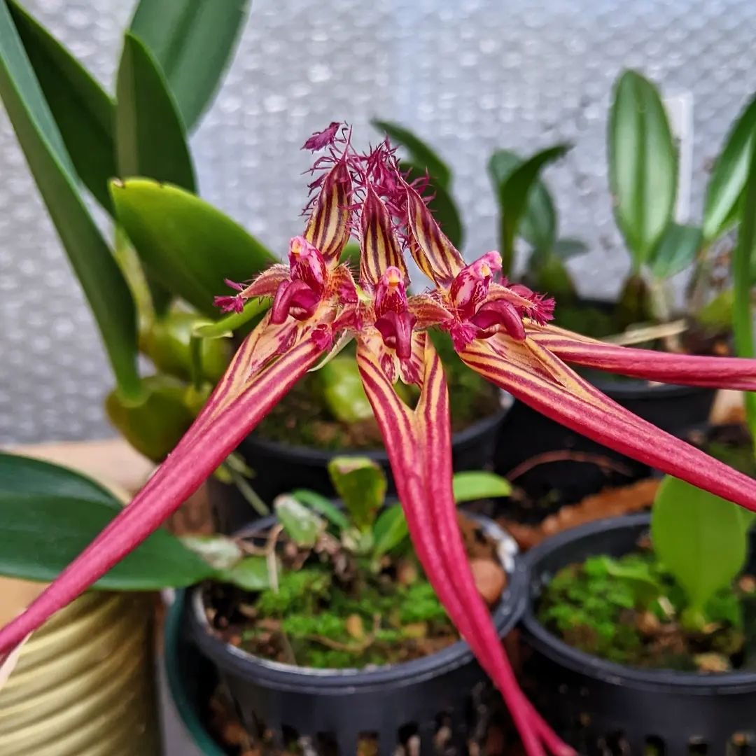 10 Popular Types Of Bulbophyllum Orchid Pictorial Guide