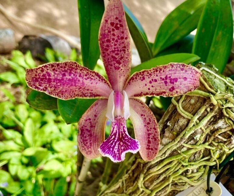 10 Popular Types Of Bulbophyllum Orchid Pictorial Guide