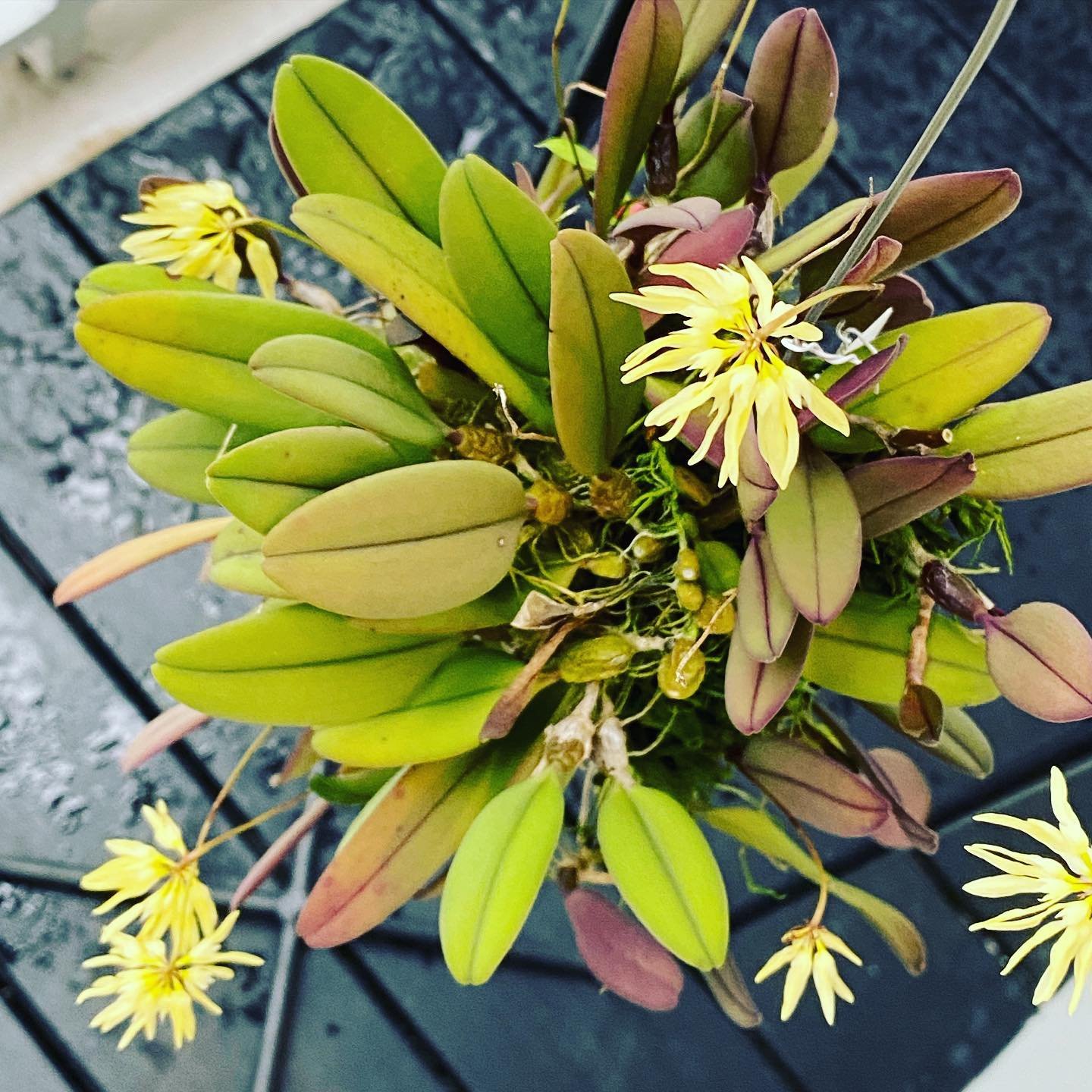 10 Popular Types Of Bulbophyllum Orchid Pictorial Guide