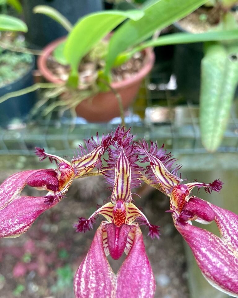 10 Popular Types Of Bulbophyllum Orchid Pictorial Guide