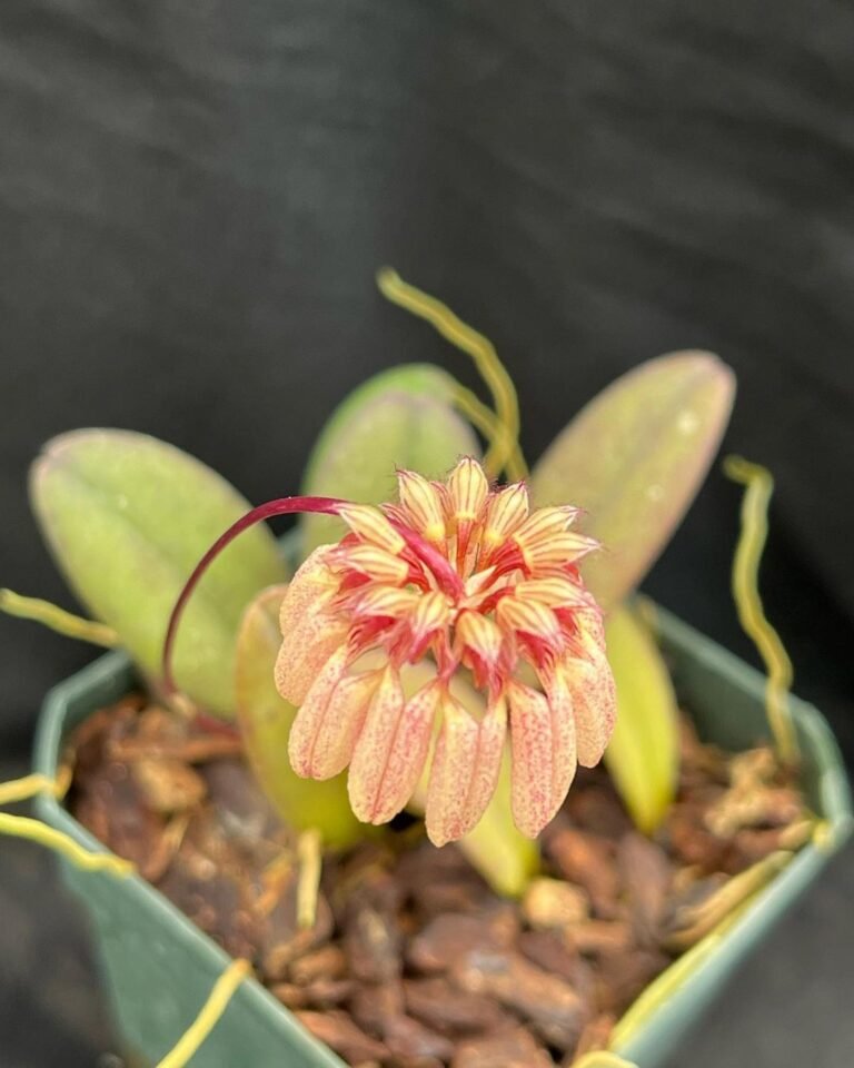 10 Popular Types Of Bulbophyllum Orchid Pictorial Guide
