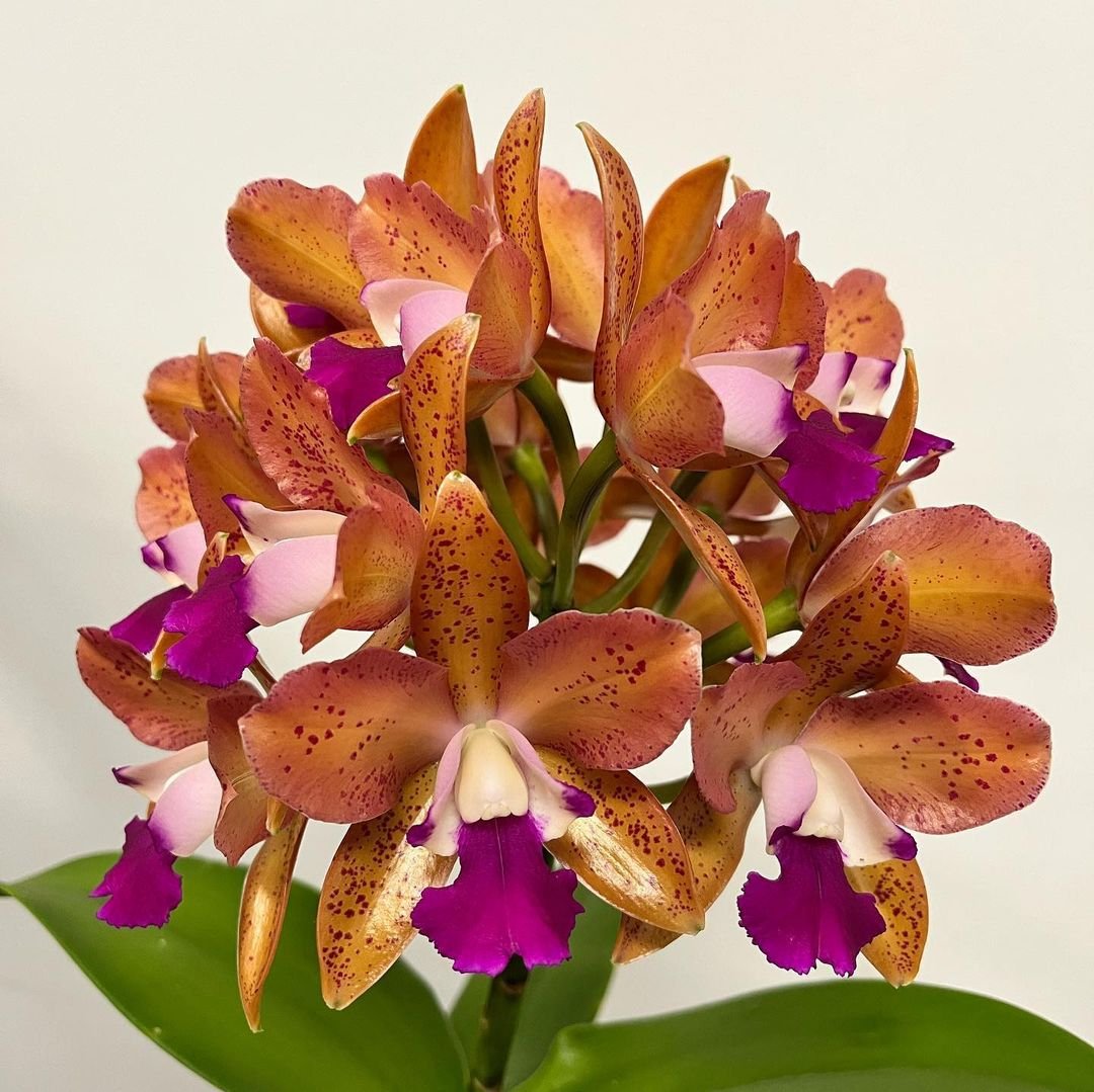 7 Easy-To-Grow Orchids For Beginners