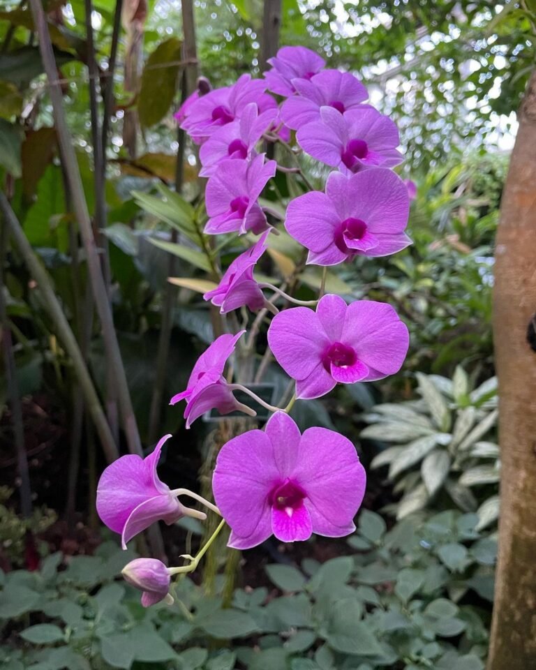 10 Popular Types Of Dendrobium Orchid Pictorial Guide