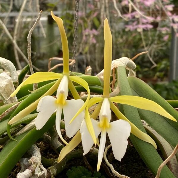 10 Popular Types Of Epidendrum Orchid Pictorial Guide
