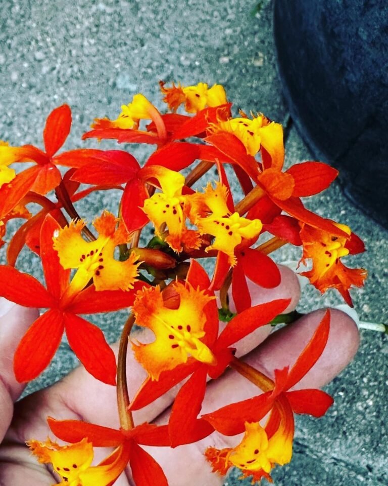 10 Popular Types Of Epidendrum Orchid Pictorial Guide