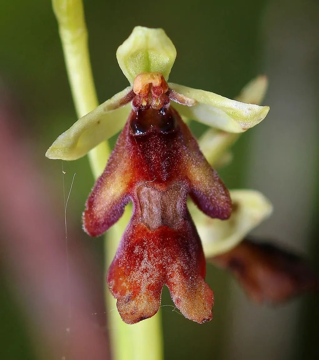 10 Weird Looking Rare Orchid Plants That Will Blow Your Mind