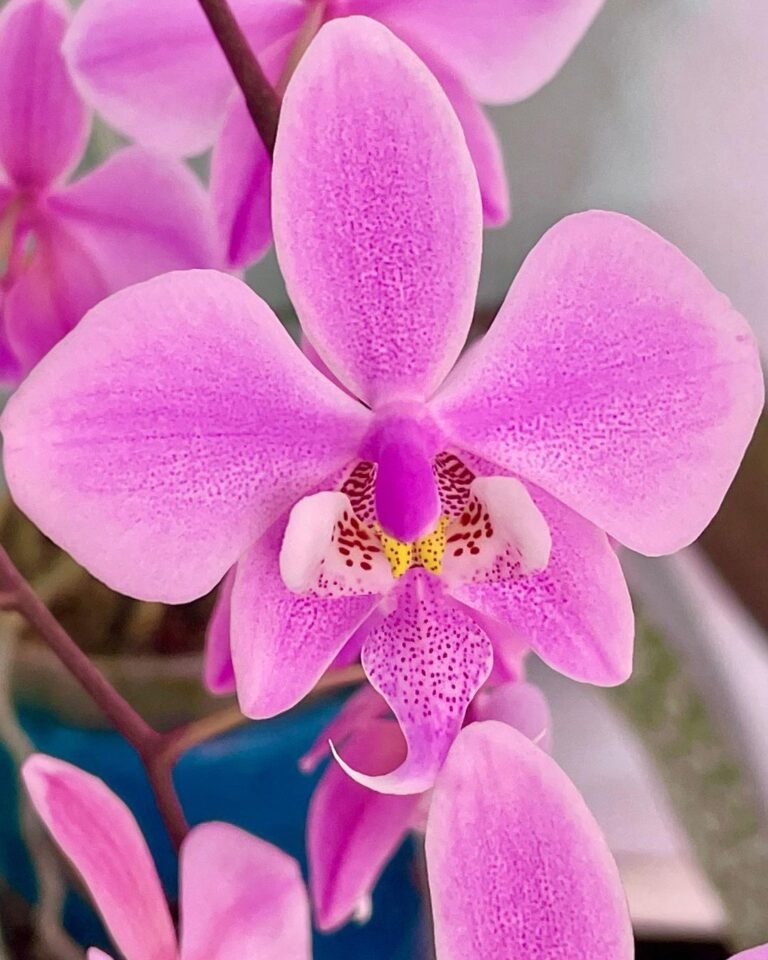 7 Easy-To-Grow Orchids For Beginners