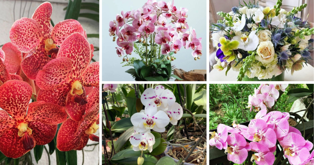 The Ultimate Guide To Growing Beautiful Orchids Inside Your Home