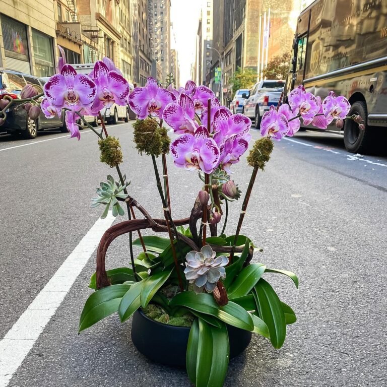 7 Easy-To-Grow Orchids For Beginners