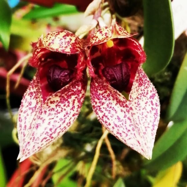 10 Popular Types Of Bulbophyllum Orchid Pictorial Guide