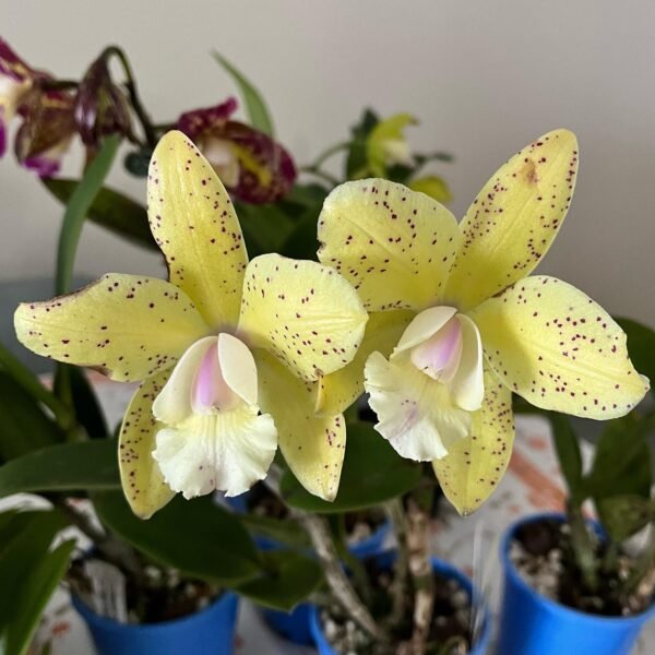 10 Popular Types Of Cattleya Orchid Pictorial Guide