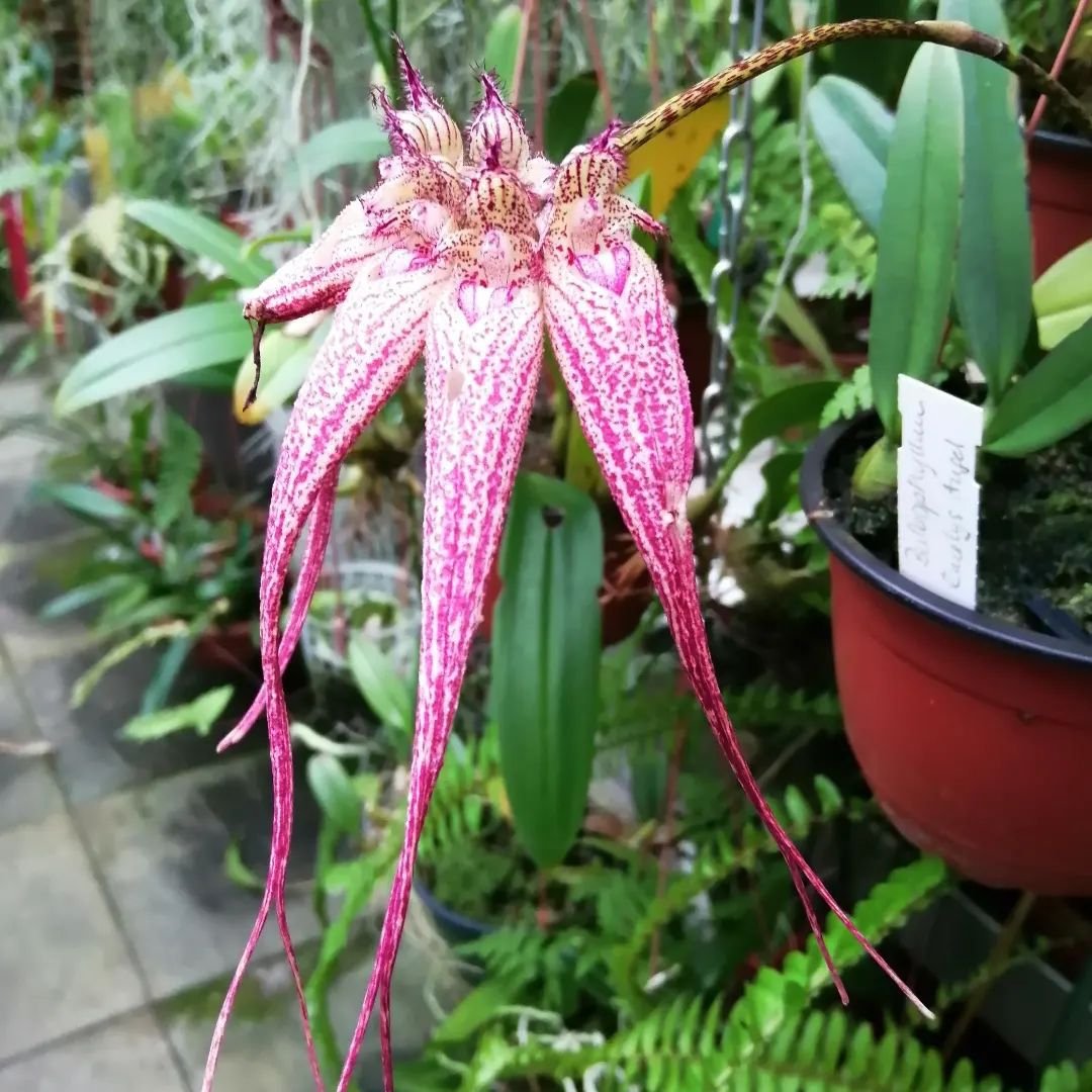 10 Popular Types Of Bulbophyllum Orchid Pictorial Guide