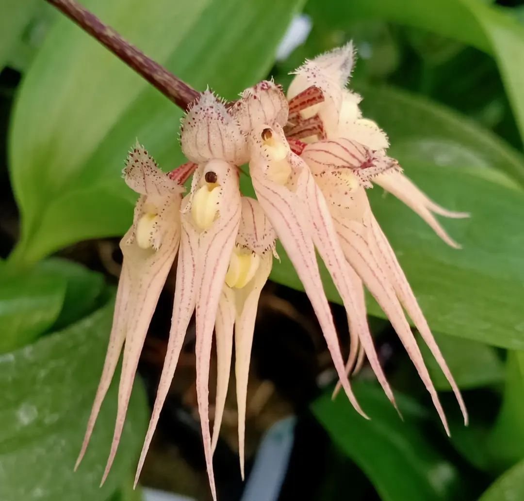10 Popular Types Of Bulbophyllum Orchid Pictorial Guide