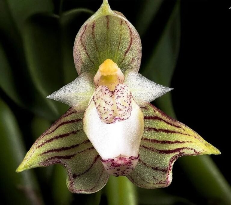 10 Popular Types Of Bulbophyllum Orchid Pictorial Guide