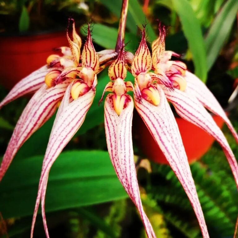 10 Popular Types Of Bulbophyllum Orchid Pictorial Guide