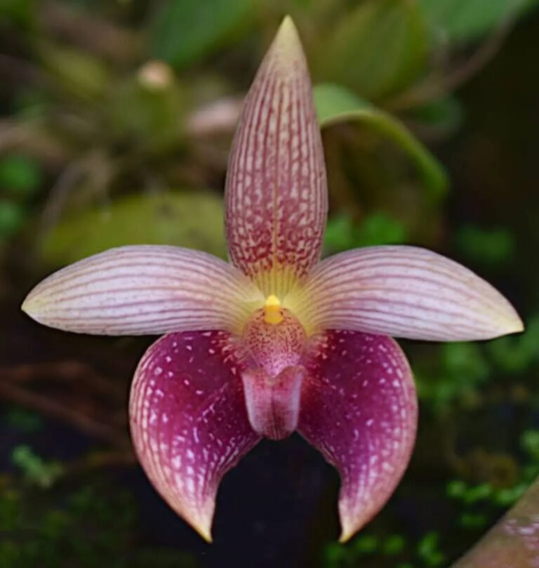 10 Popular Types Of Bulbophyllum Orchid Pictorial Guide