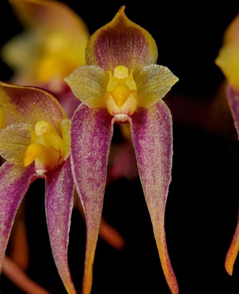 10 Popular Types Of Bulbophyllum Orchid Pictorial Guide