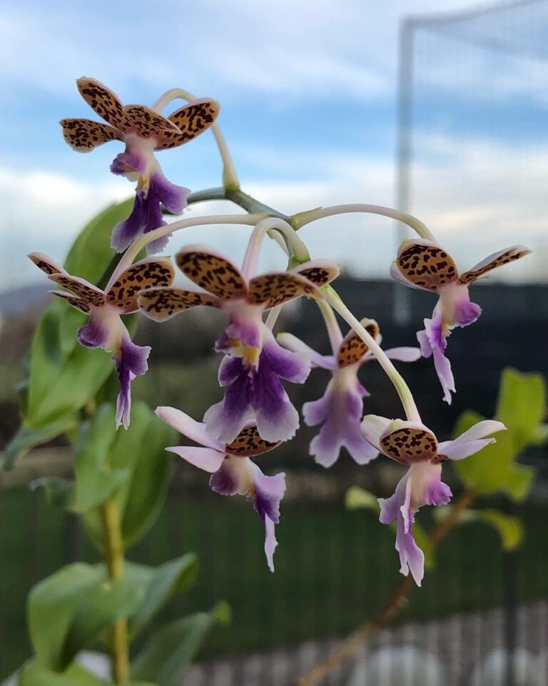 10 Popular Types Of Epidendrum Orchid Pictorial Guide