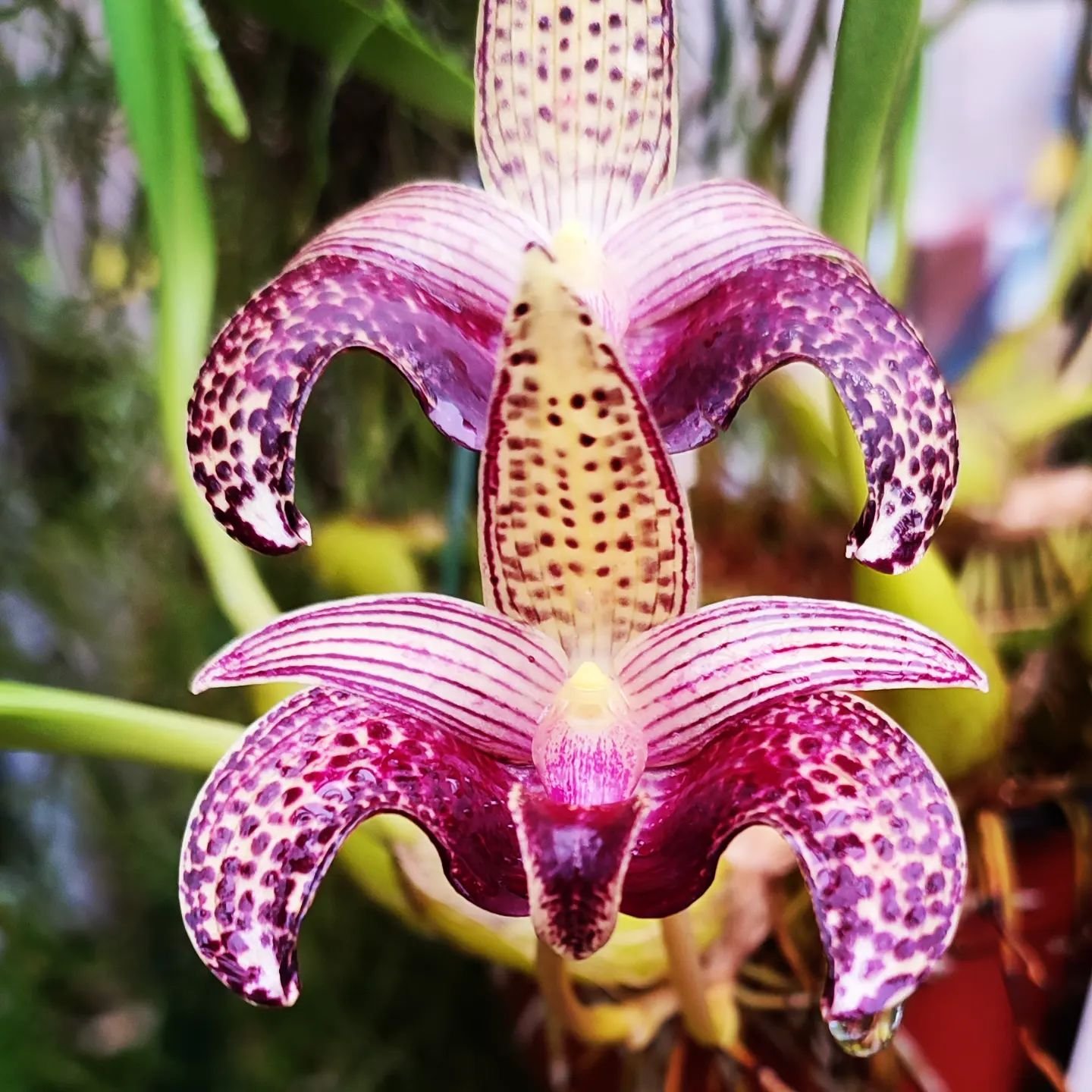 10 Popular Types Of Bulbophyllum Orchid Pictorial Guide