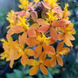 10 Popular Types Of Epidendrum Orchid Pictorial Guide