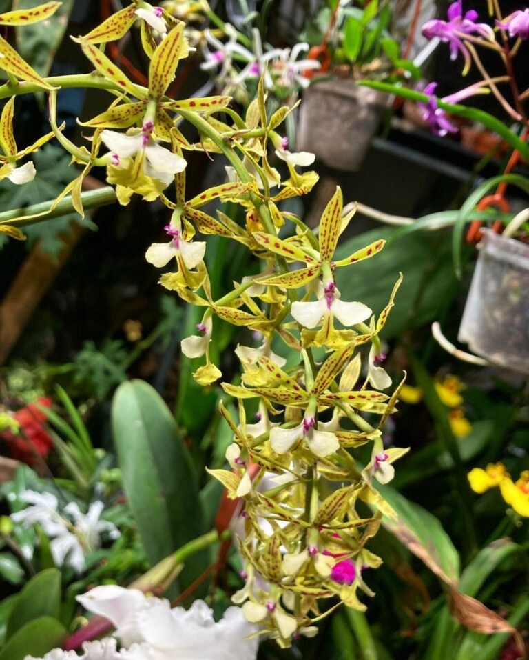10 Popular Types Of Epidendrum Orchid Pictorial Guide