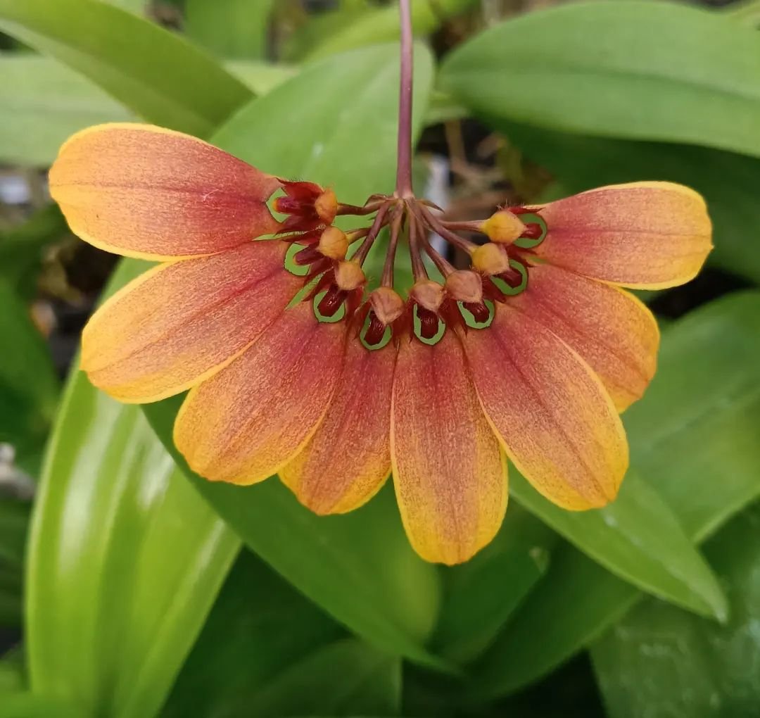 10 Popular Types Of Bulbophyllum Orchid Pictorial Guide