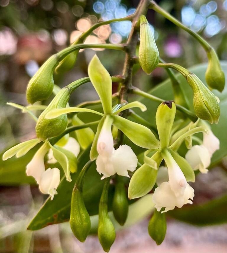 10 Popular Types Of Epidendrum Orchid Pictorial Guide