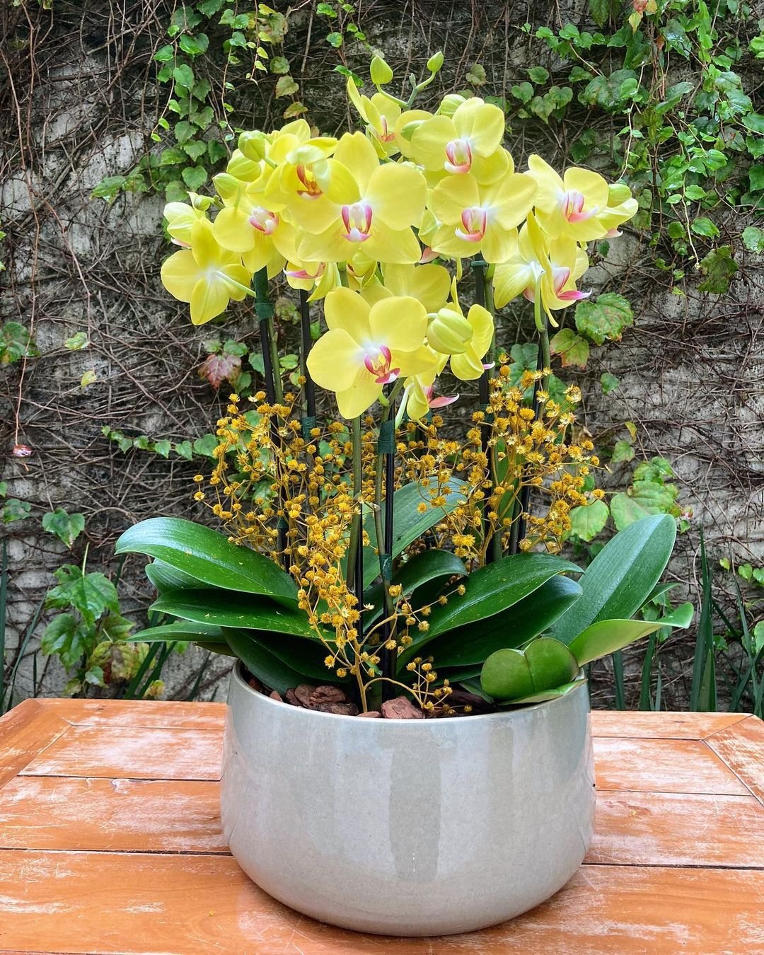 How To Care For Orchid Plants