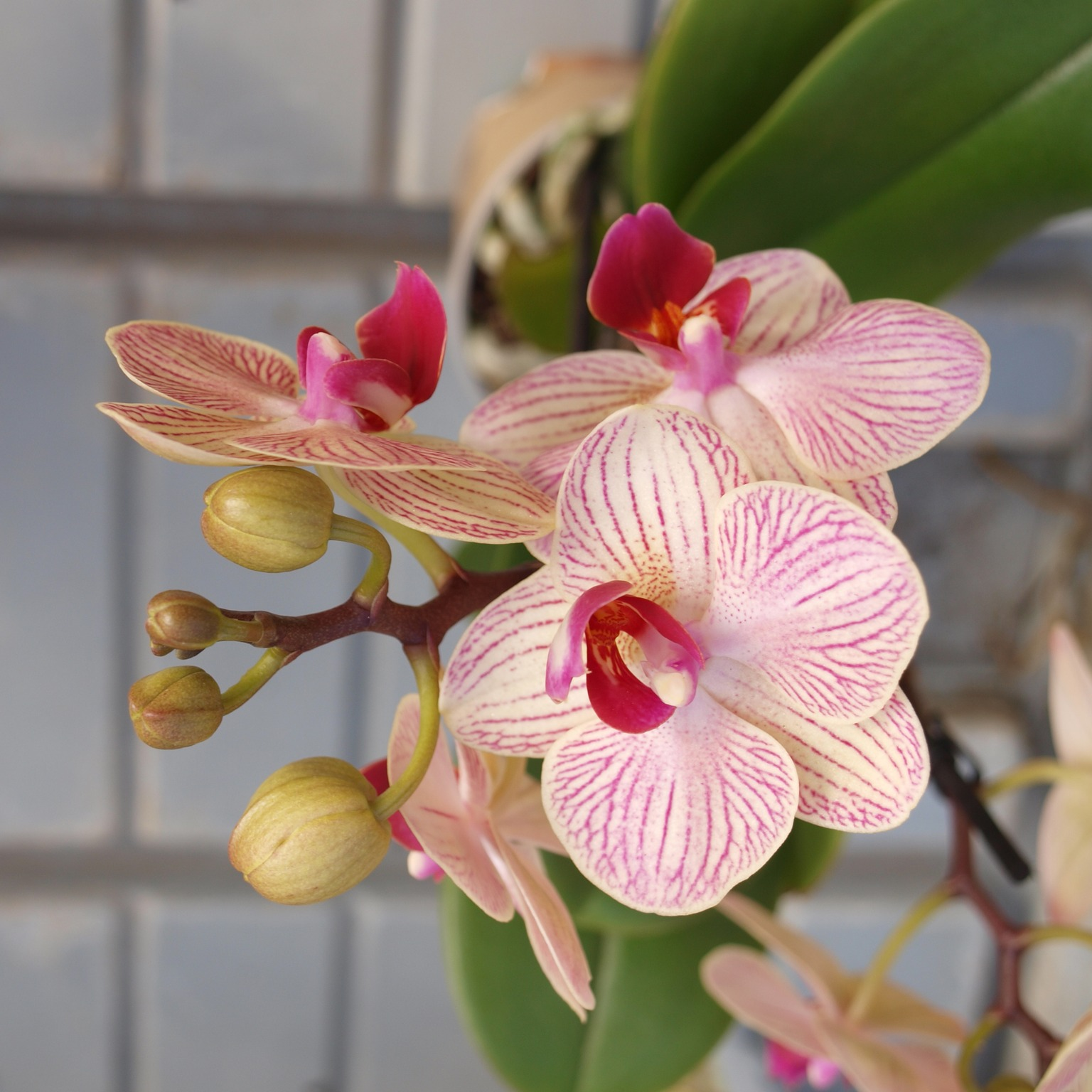 10 Popular Types Of Dendrobium Orchid Pictorial Guide