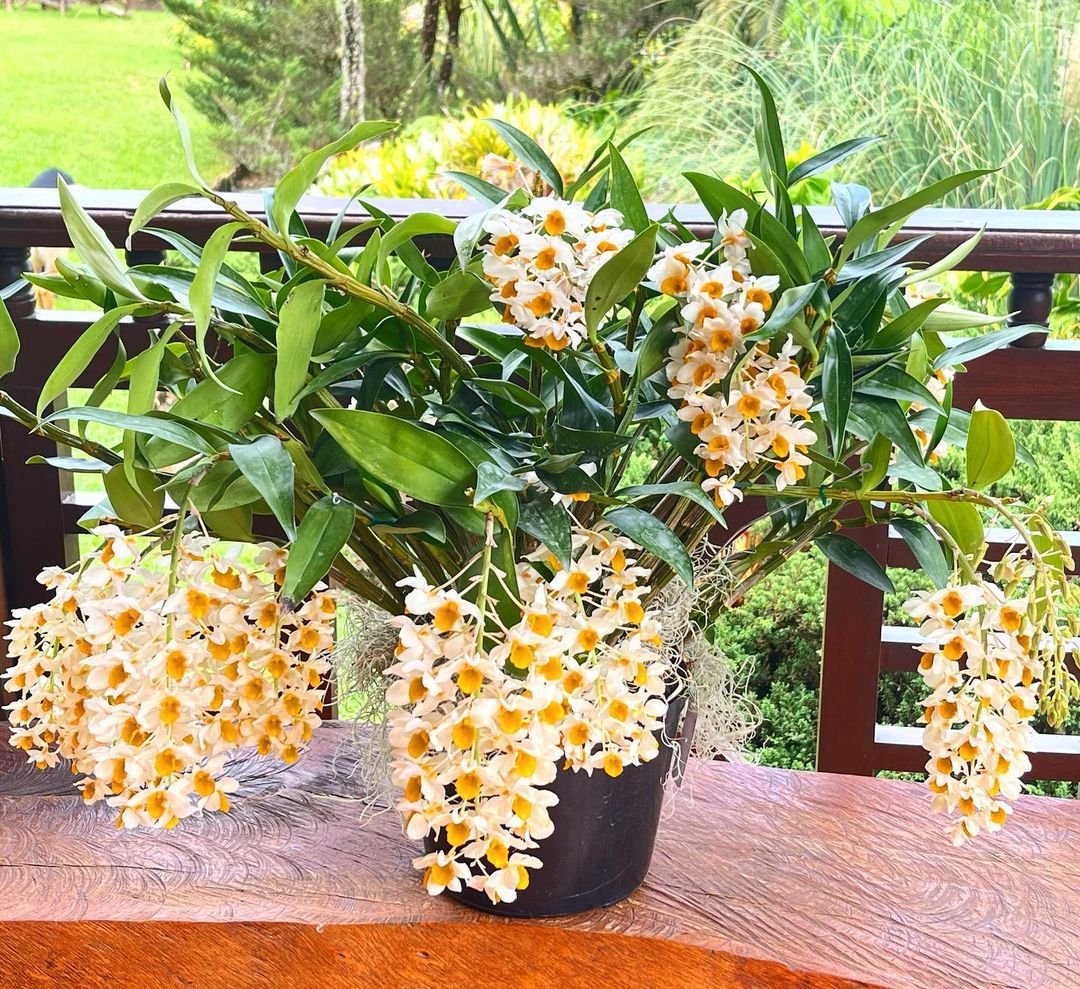 10 Popular Types Of Dendrobium Orchid Pictorial Guide