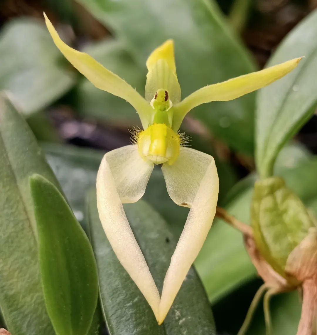 10 Popular Types Of Bulbophyllum Orchid Pictorial Guide