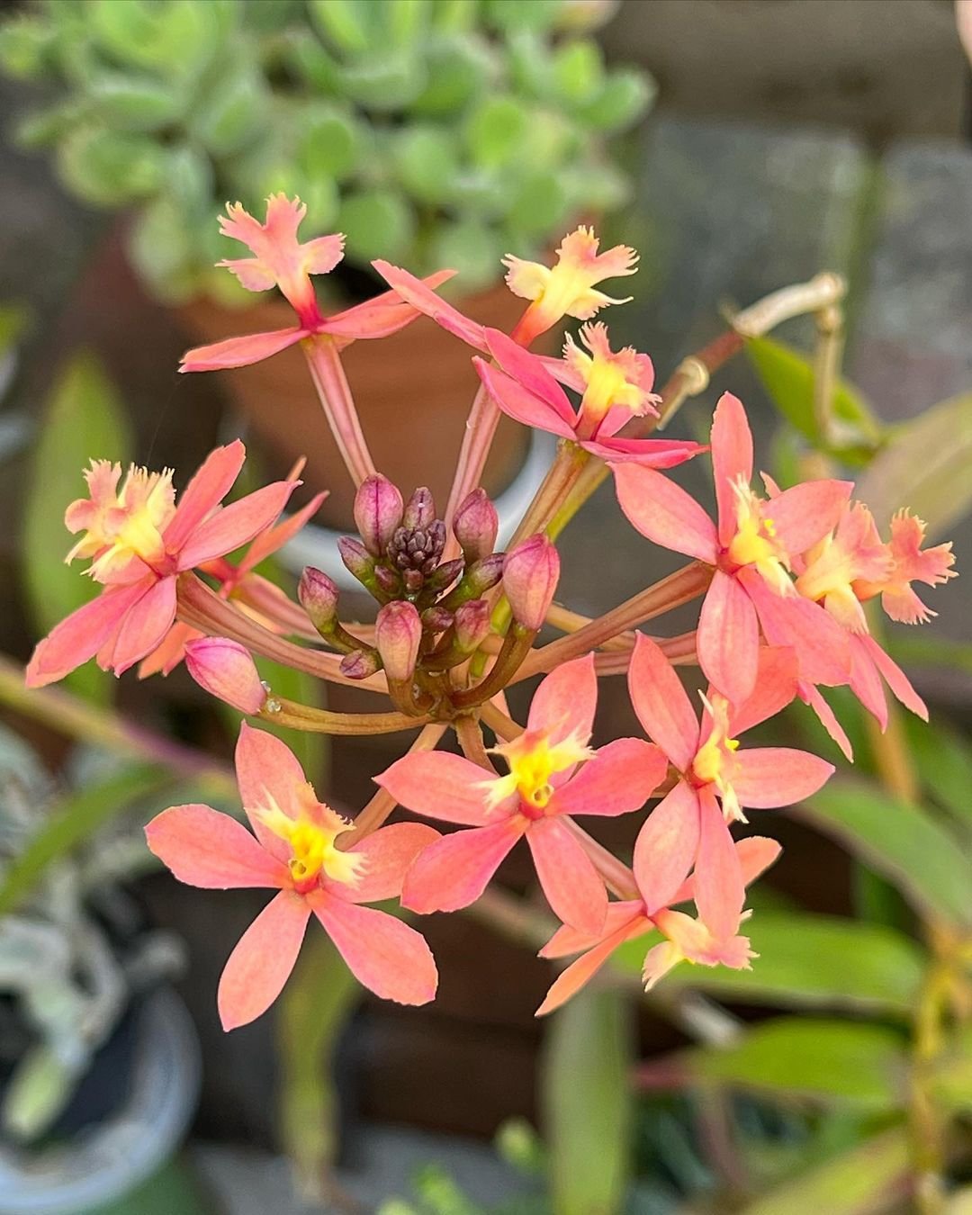 10 Popular Types Of Epidendrum Orchid Pictorial Guide