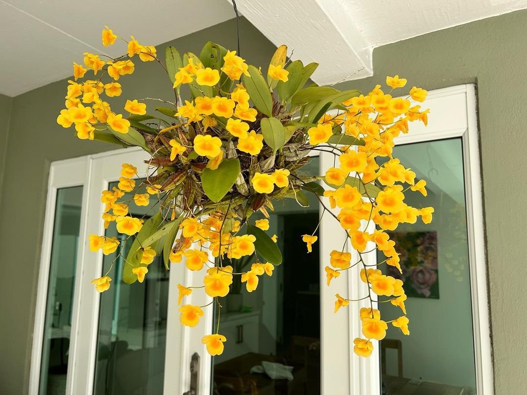 10 Popular Types Of Dendrobium Orchid Pictorial Guide