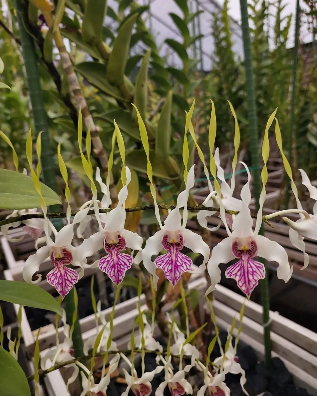 10 Popular Types Of Cattleya Orchid Pictorial Guide