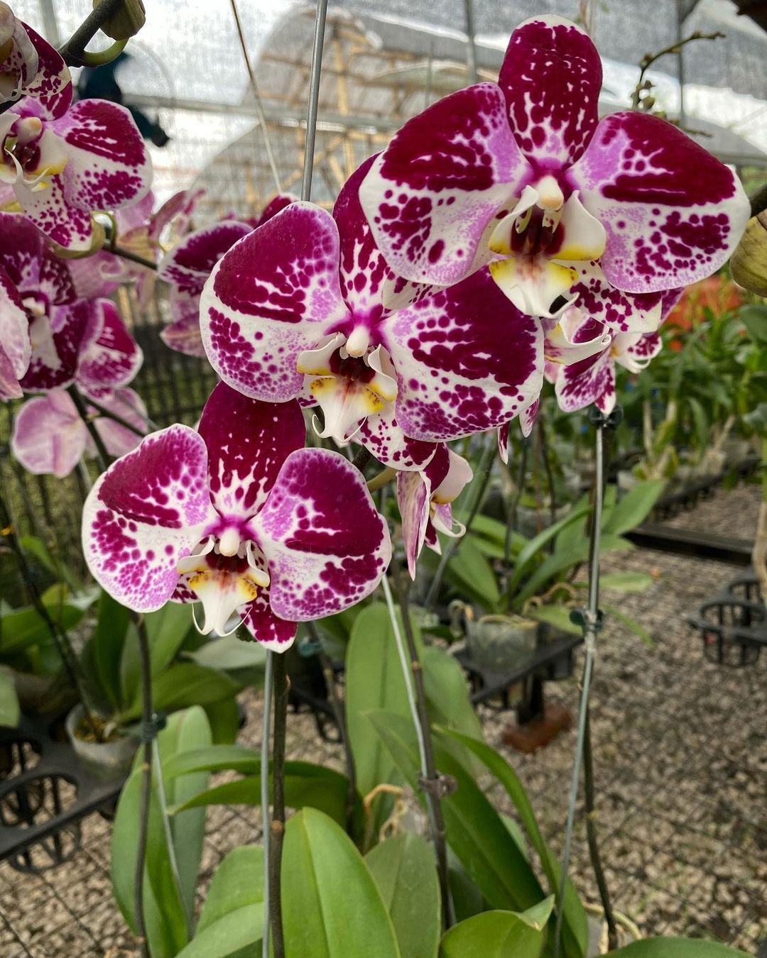 10 Popular Types Of Dendrobium Orchid Pictorial Guide
