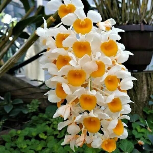 10 Popular Types Of Cattleya Orchid Pictorial Guide