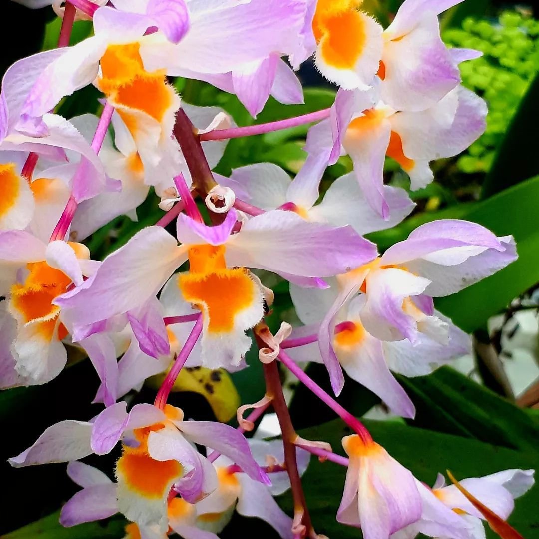 10 Popular Types Of Dendrobium Orchid Pictorial Guide