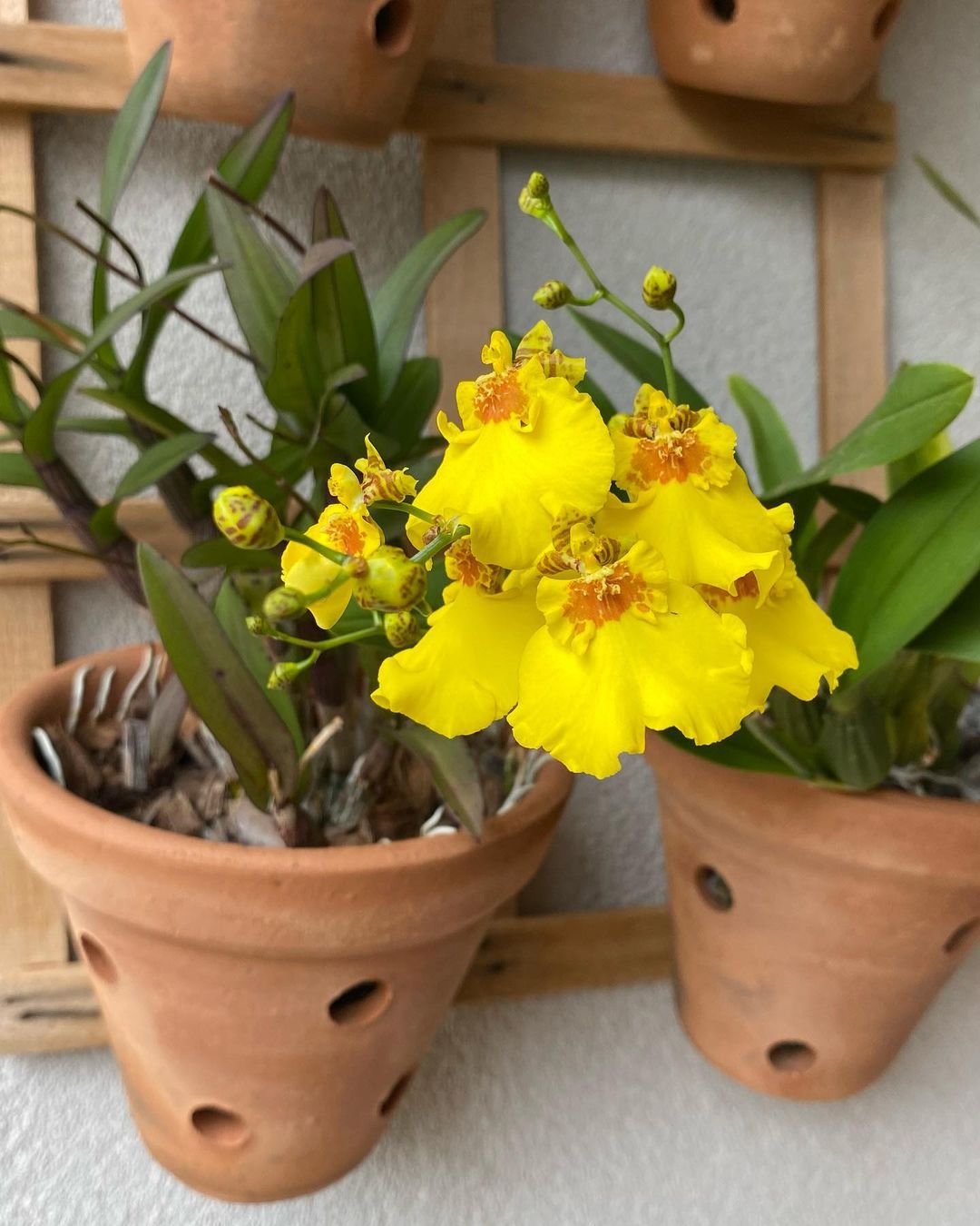 10 Popular Types Of Cattleya Orchid Pictorial Guide