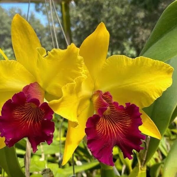 10 Popular Types Of Cattleya Orchid Pictorial Guide