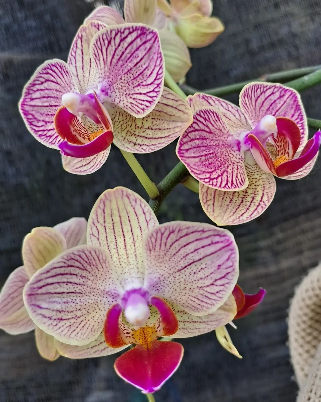 10 Popular Types Of Dendrobium Orchid Pictorial Guide