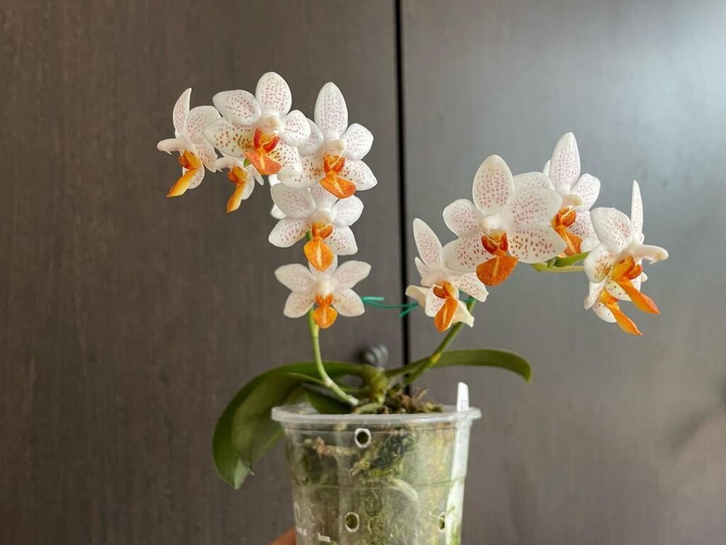 The Beauty And Benefits Of Orchids In Your Home