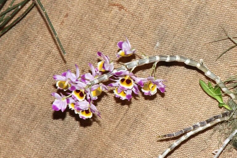 40 Popular Types Of Dendrobium Pictorial Guide