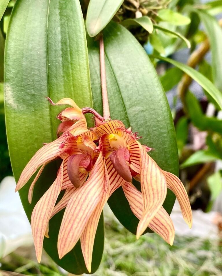 40 Popular Types Of Bulbophyllum Pictorial Guide