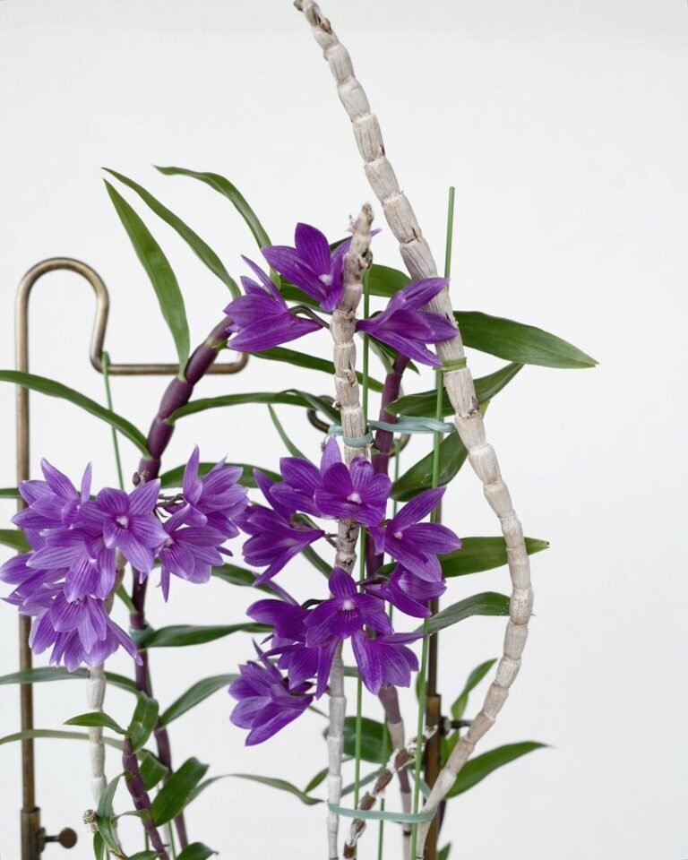 40 Popular Types Of Dendrobium Pictorial Guide
