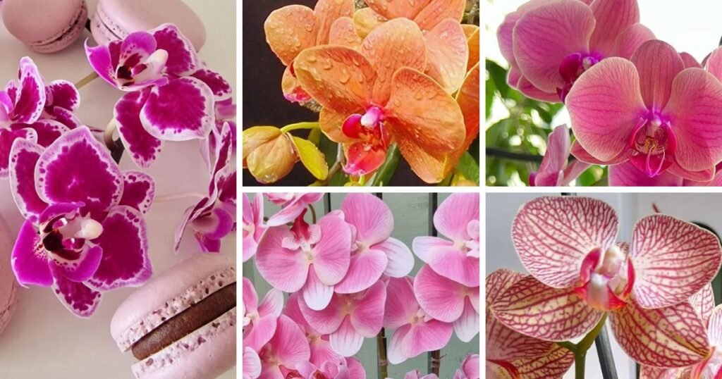 The Beauty And Benefits Of Orchids In Your Home