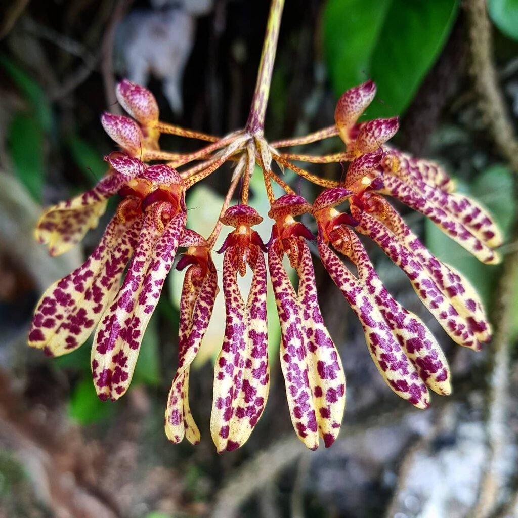 40 Popular Types Of Bulbophyllum Pictorial Guide