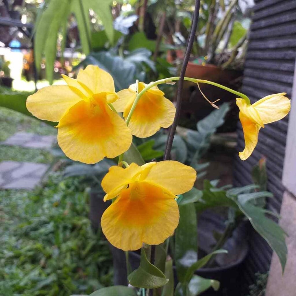 40 Popular Types Of Dendrobium Pictorial Guide
